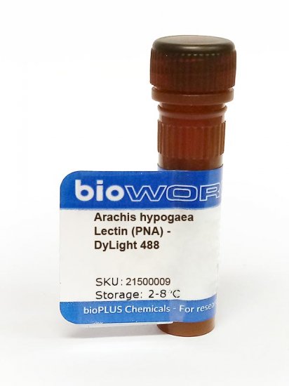 Arachis hypogaea Lectin (PNA) - DyLight 488 | bioWORLD