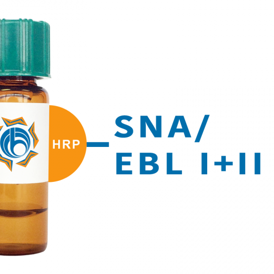 Sambucus nigra Lectin (SNA/EBL I+II) - HRP (Horseradish Peroxidase ...