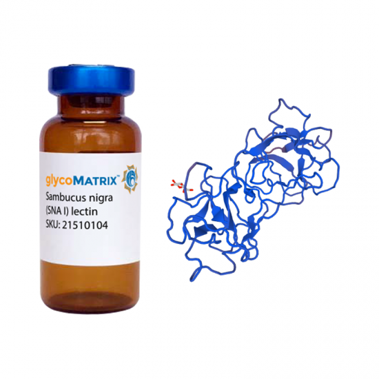 Sambucus nigra Lectin (SNA/EBL I) - Pure | bioWORLD