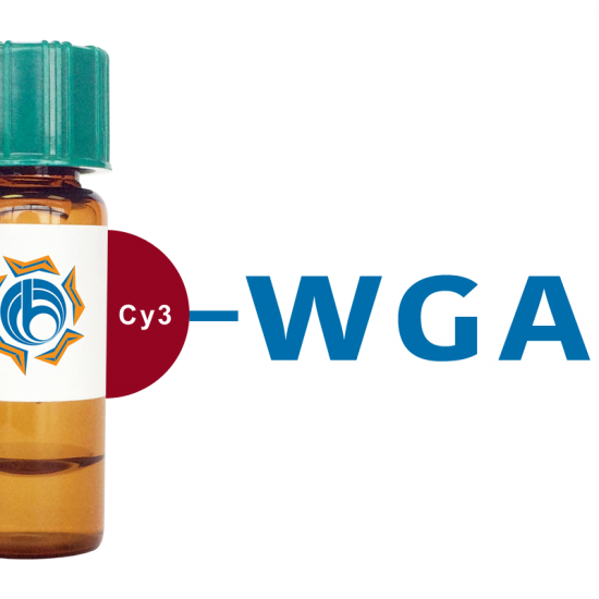 Triticum vulgaris Lectin (WGA) - Cy3 | Glycomatrix™ Pure and Conjugated ...