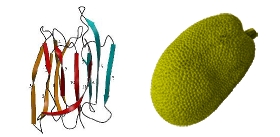 Glycobiology - Lectins / Glycoproteins, Glycan Recognizing Proteins ...