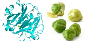 Glycobiology - Lectins / Glycoproteins, Glycan Recognizing Proteins ...