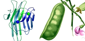 Glycobiology - Lectins / Glycoproteins, Glycan Recognizing Proteins ...