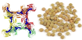 Glycobiology - Lectins / Glycoproteins, Glycan Recognizing Proteins ...