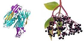 Glycobiology - Lectins / Glycoproteins, Glycan Recognizing Proteins ...