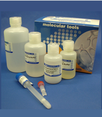 Achieve Precision with Lab-Tested Antibody Kits | Buy Today! | bioWORLD