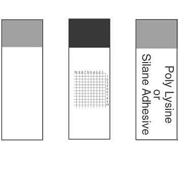 Coated Microscope Slides: Clarity and Precision | Buy Now! | bioWORLD