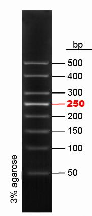 DNA Ladder 50 bp | Molecular Weight Markers | bioWORLD