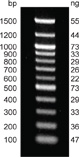 DNA Marker Ladder (100bp-3kb) | Molecular Weight Markers | bioWORLD