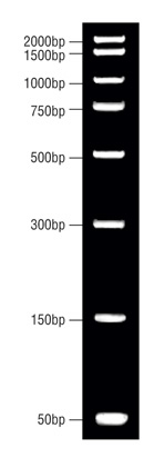 DNA Molecular Weight Marker with dye (50-2000 bp) | bioWORLD