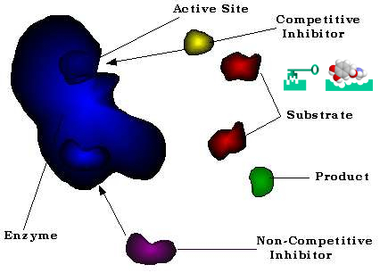 High-Quality Enzyme Inhibitors and Substrates | Shop Now! | bioWORLD