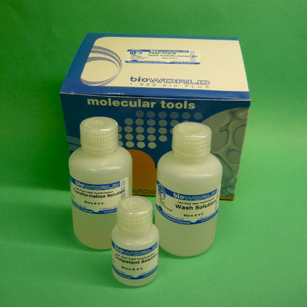 Fast-Track Yeast Transformation Kit | DNA/ RNA Kits | bioWORLD