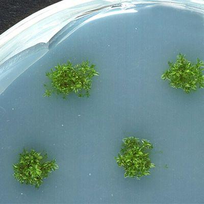 Explore Our Trusted Gelling Agents | Order with Confidence! | bioWORLD