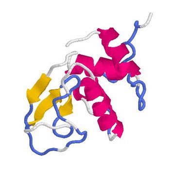 Lysozyme | Enzymes | bioWORLD