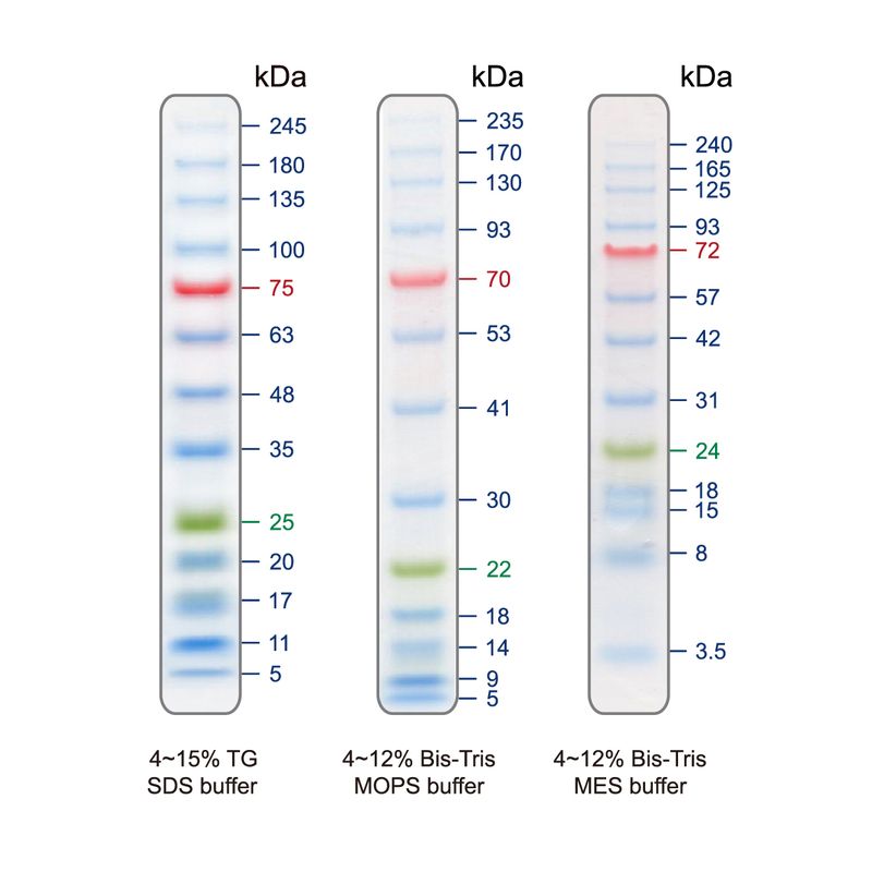 Prestained Protein MW Marker 11 245 KDa BioWORLD