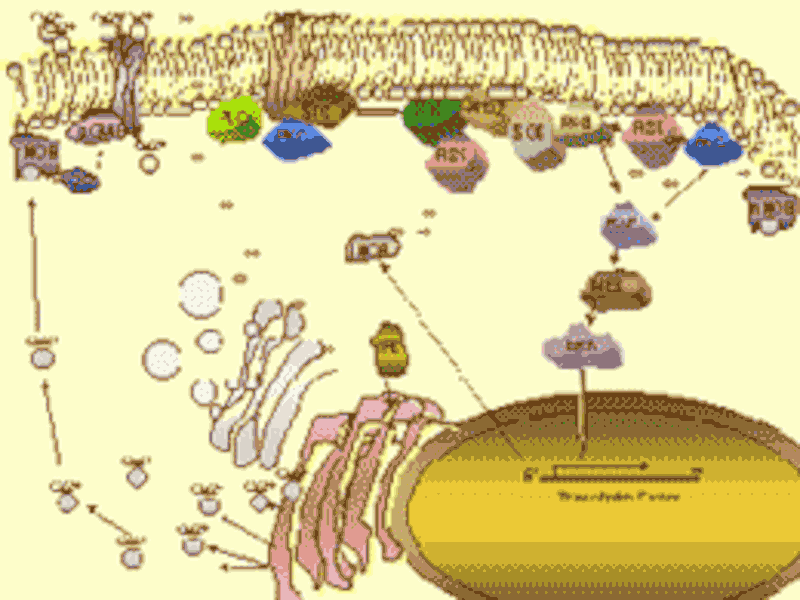 Professional-Grade Cellular Biology Products | Buy Online! | bioWORLD